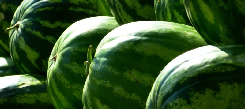 «Мираторг» начал выращивать арбузы